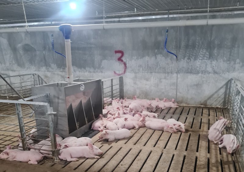 Drinking water treatment for pigs and issues to note | Công ty Cổ phần ...